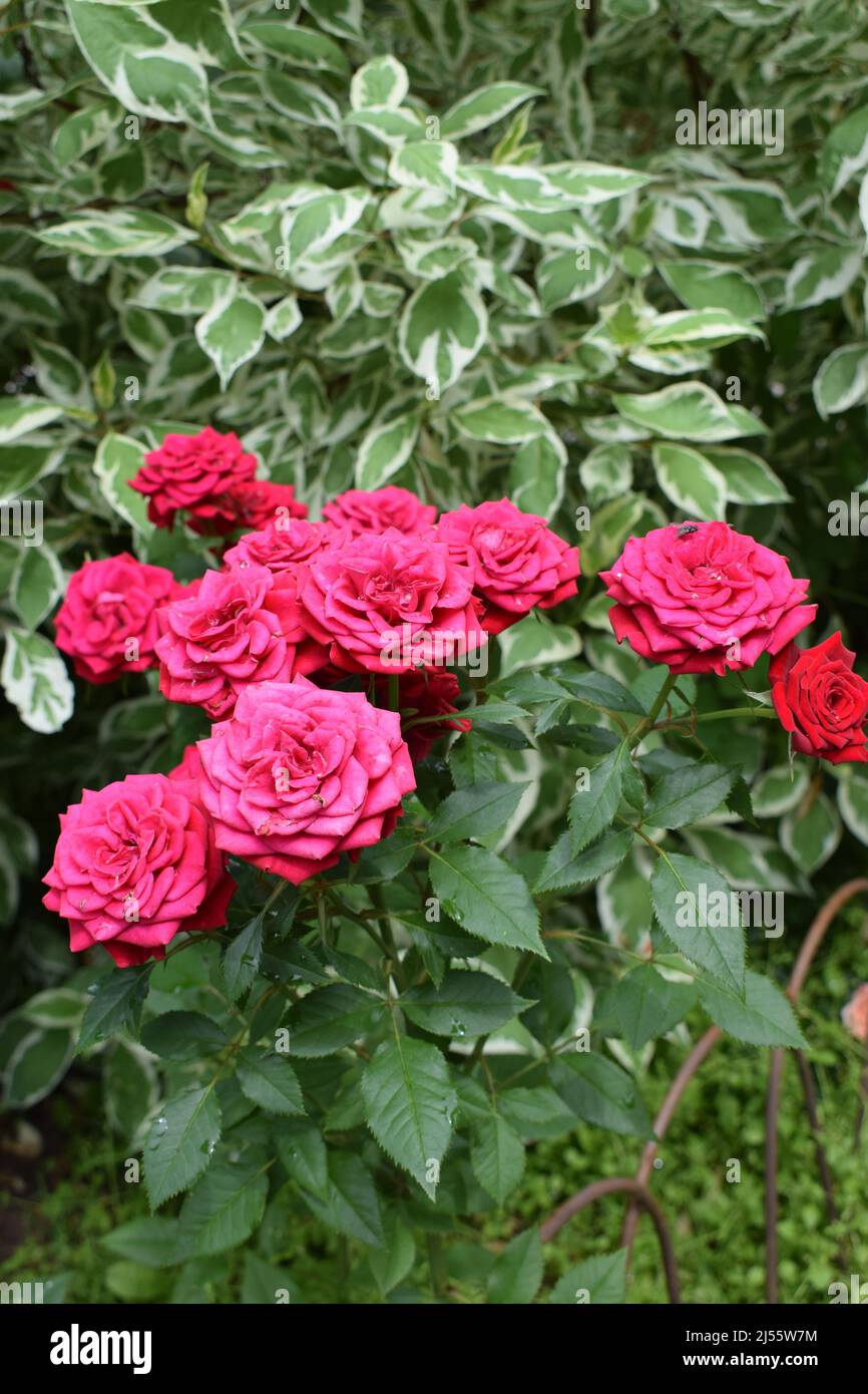 Big red rose close up. Deep Red color. Big beautiful red rose flower ...