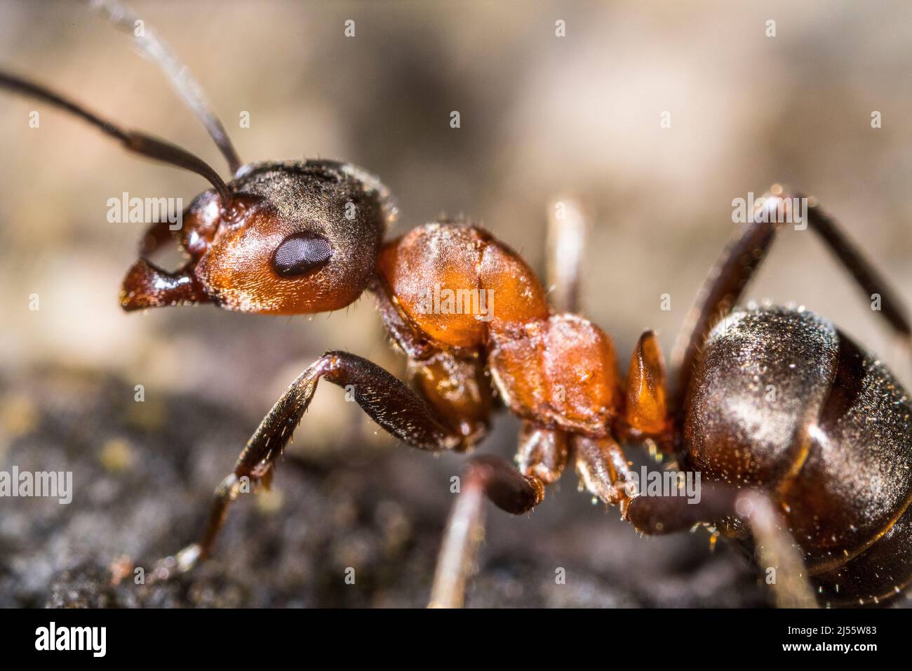 Wood ant belonging to the genus Formica, it is either F. lugubris or F ...