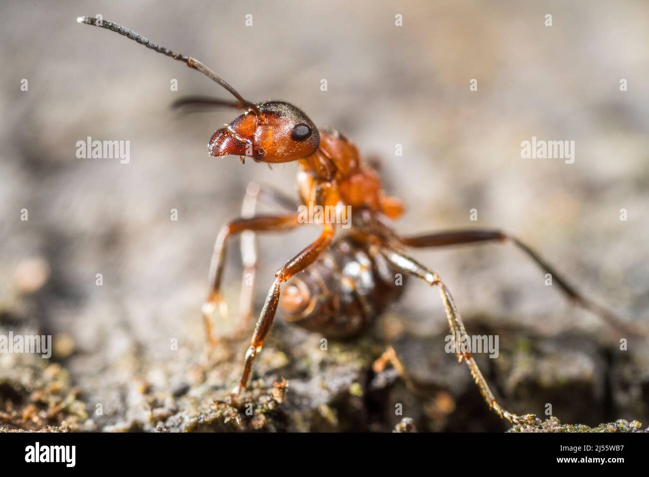 Formica paralugubris hi-res stock photography and images - Alamy