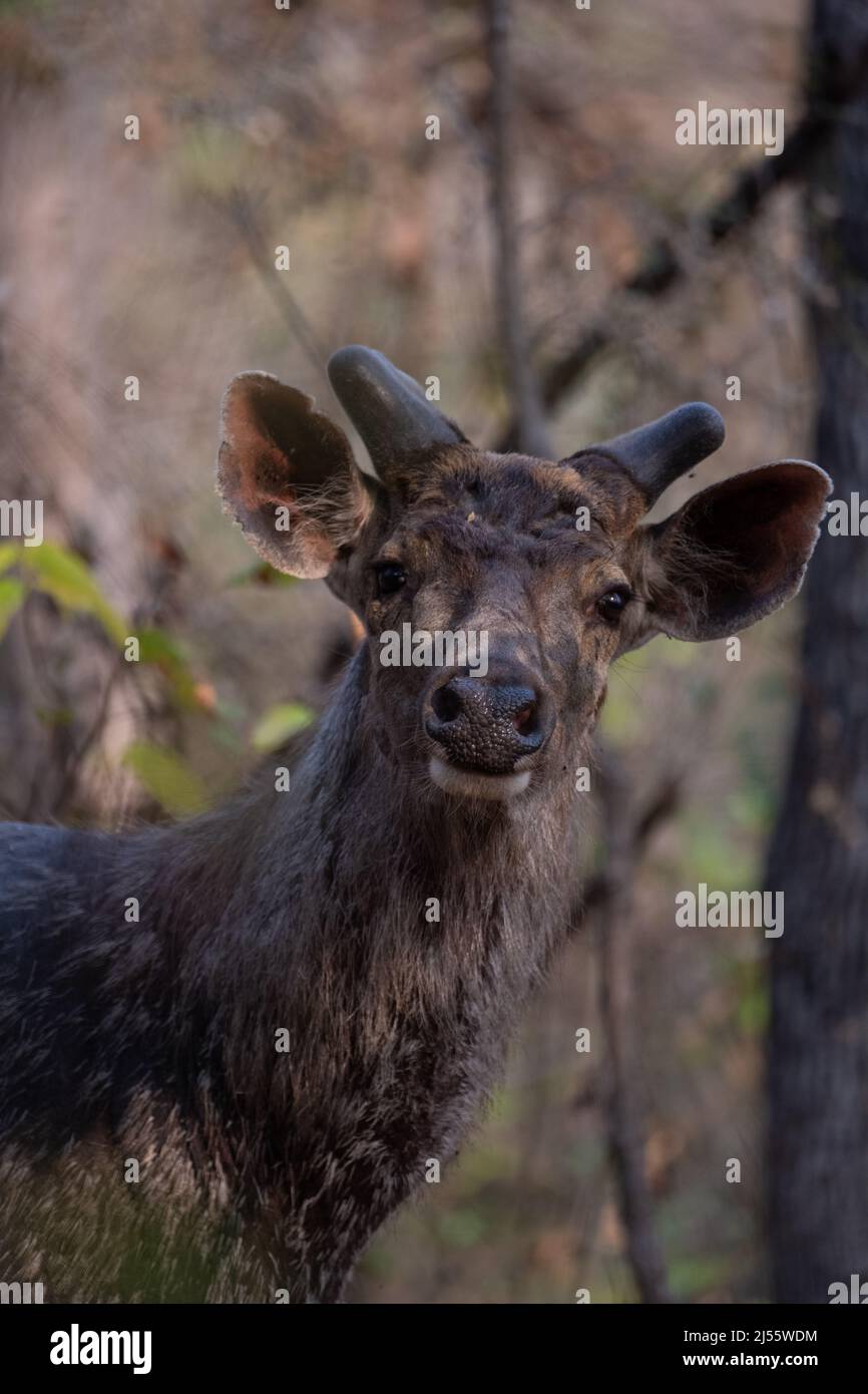 Philippine deer philippine sambar hi-res stock photography and images ...