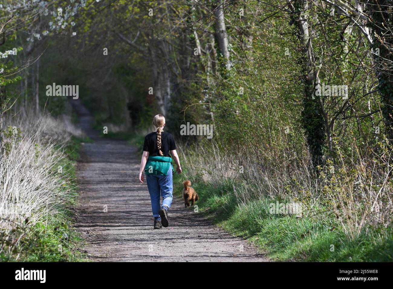 Woman walking her dog in the spring sunshine Stock Photo - Alamy