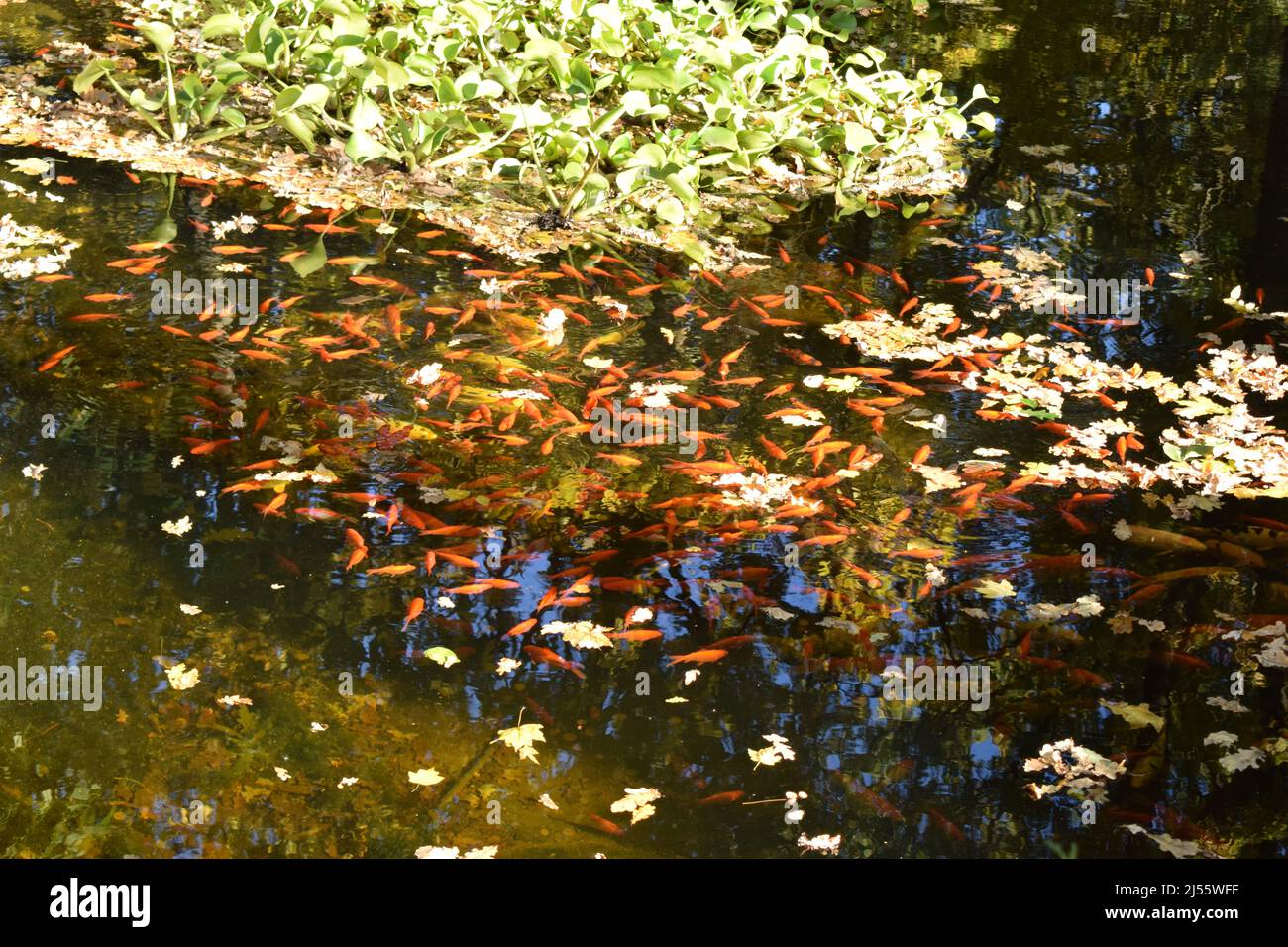 Colorful Japanese Carp fish ( Nishikigoi ) in a lovely Koi pond in a ...