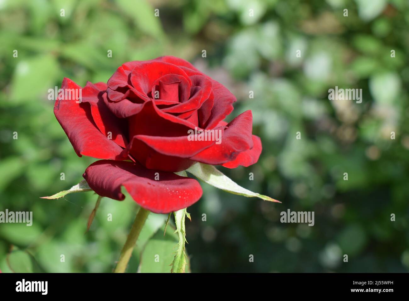 Red Rose on the Branch in the Garden. Red roses in in Full Bloom ...