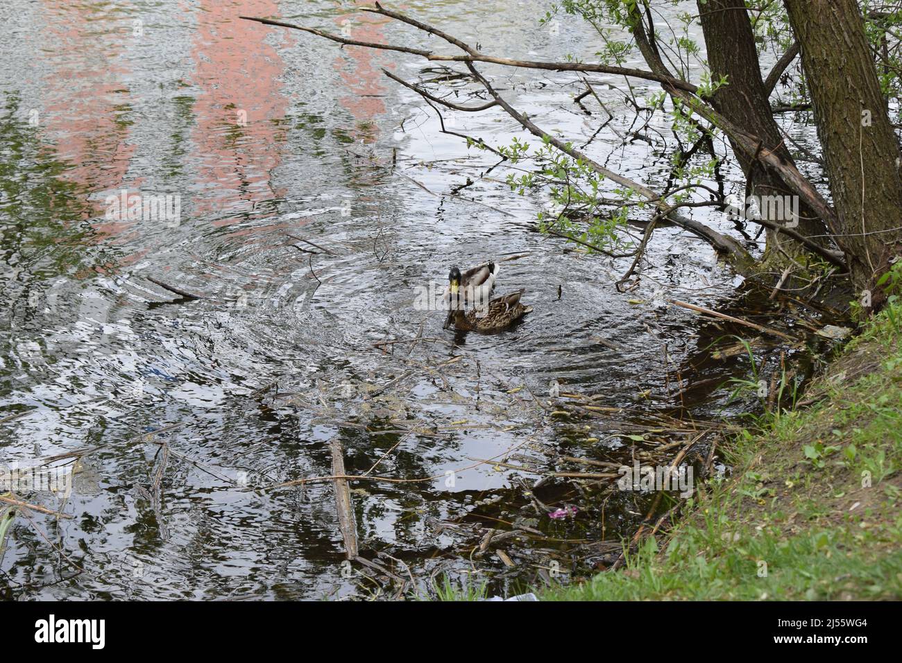 Two ducks are swimming in the water. Two tufted ducks swimming in the ...