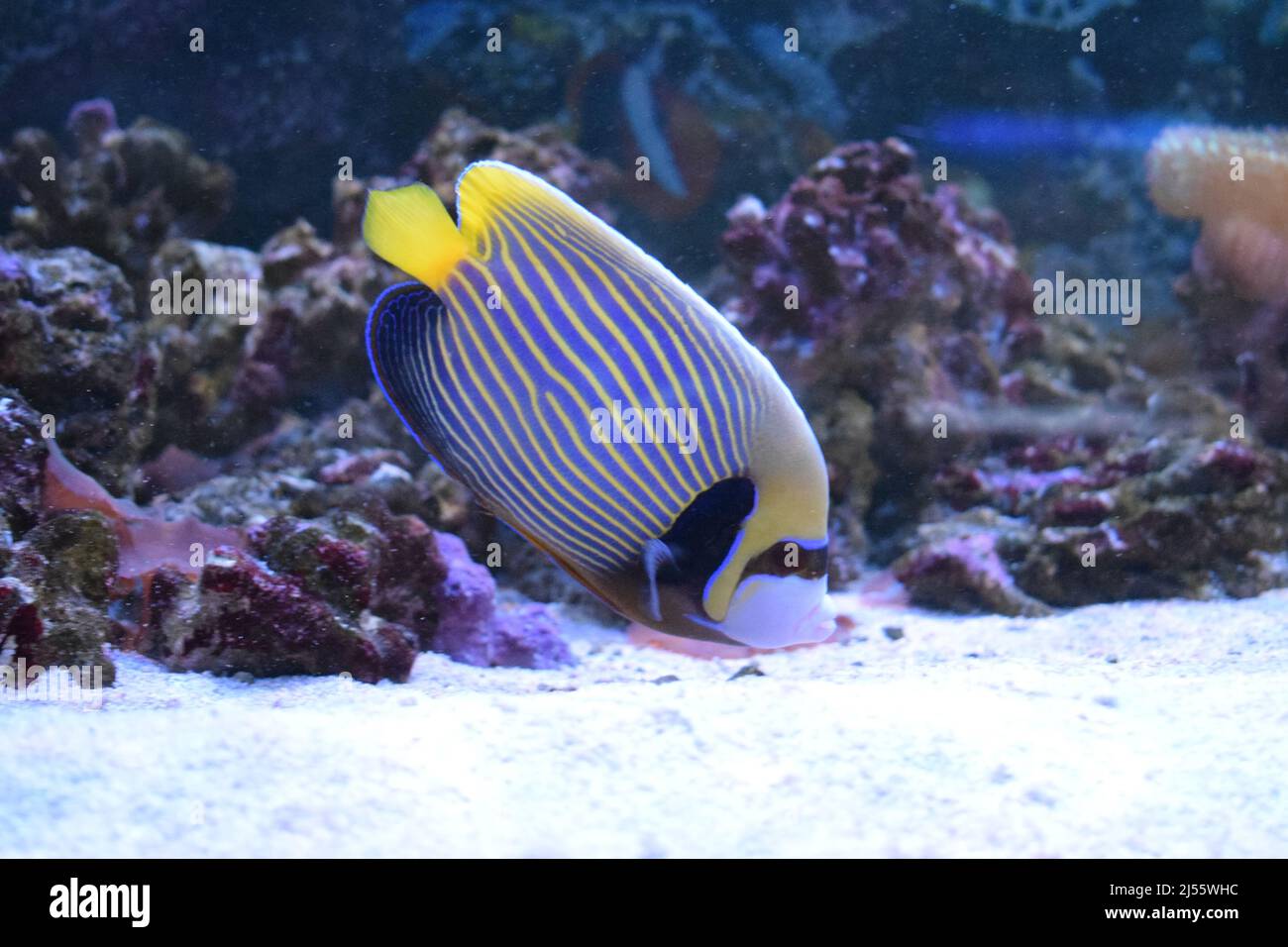 Tropical Fish-angel. Emperor angelfish (Pomacanthus imperator) in reef ...