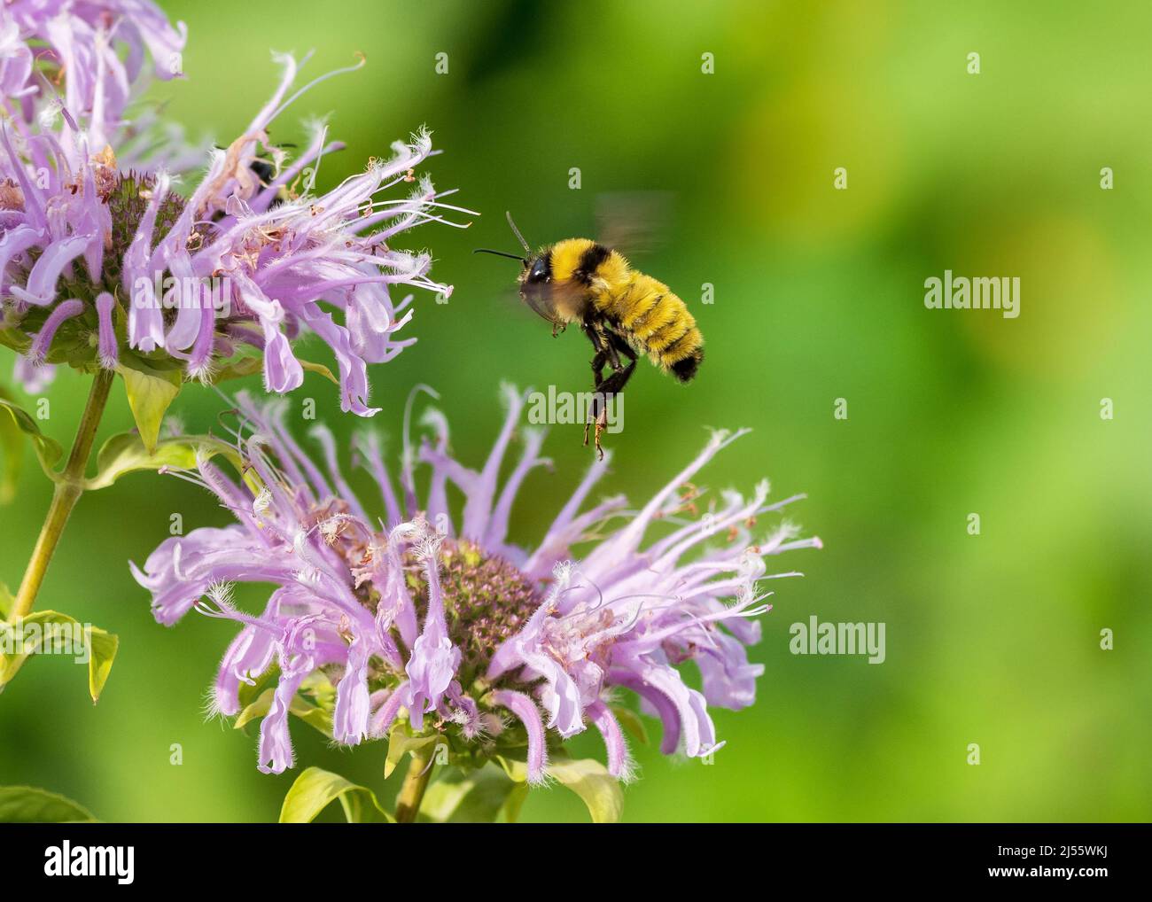 Flying bumble bee hi-res stock photography and images - Alamy