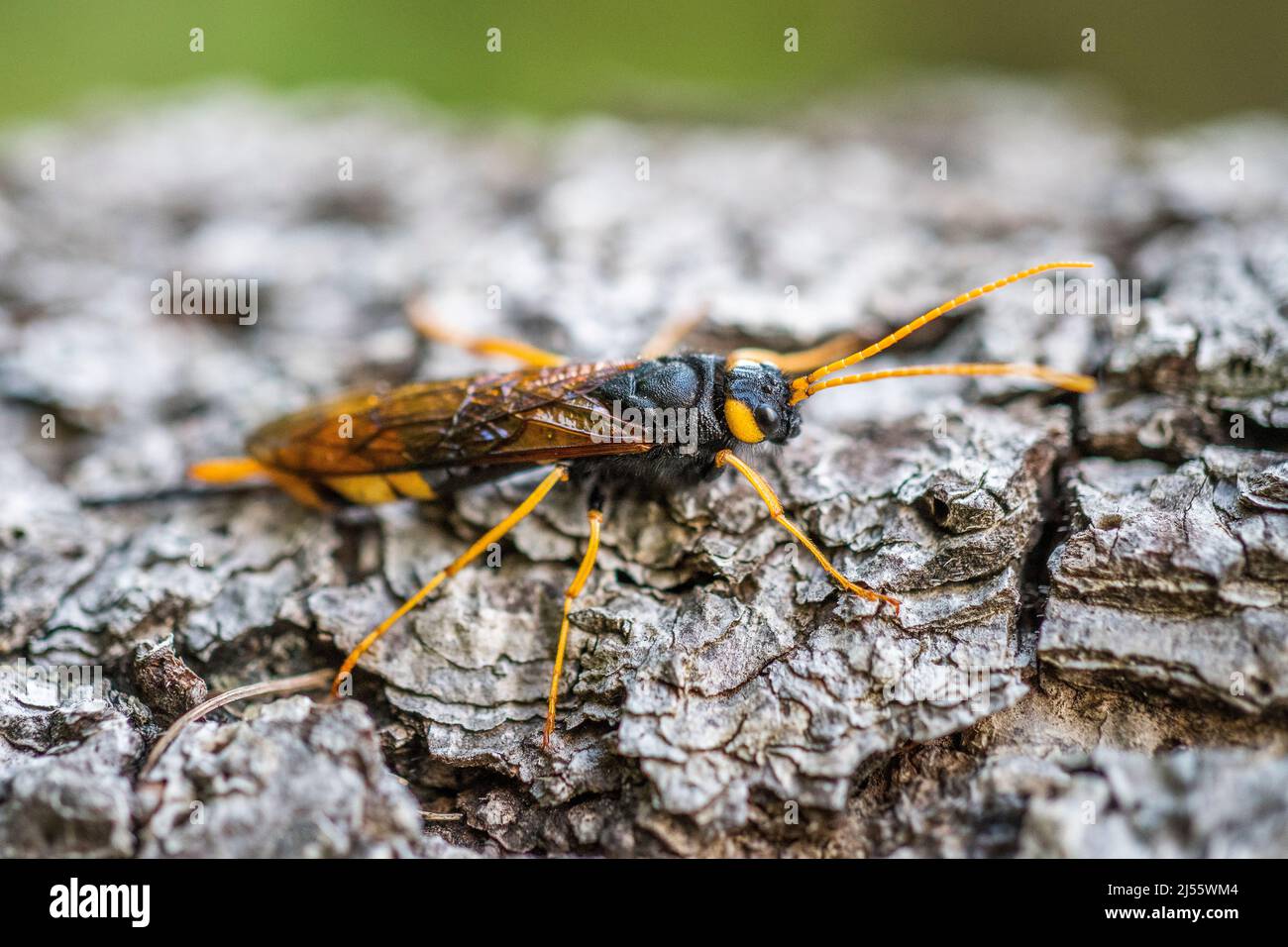 Urocerus gigas (giant woodwasp, banded horntail, greater horntail) is a ...