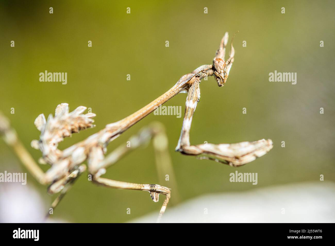 Fasciated Conehead Mantid, Empusa fasciata, is a species of praying ...