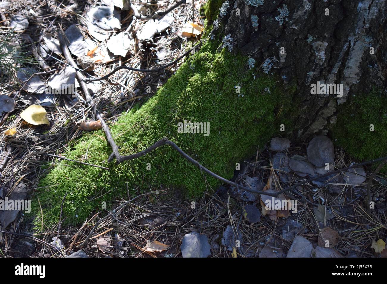 Beautiful green moss on the floor, moss closeup, macro. Beautiful ...