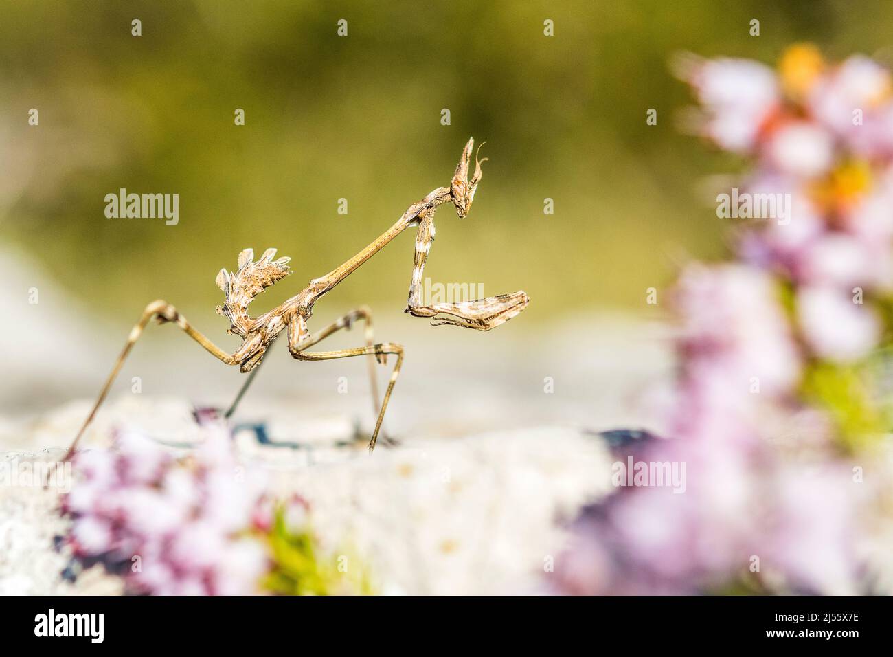 Fasciated Conehead Mantid, Empusa fasciata, is a species of praying ...