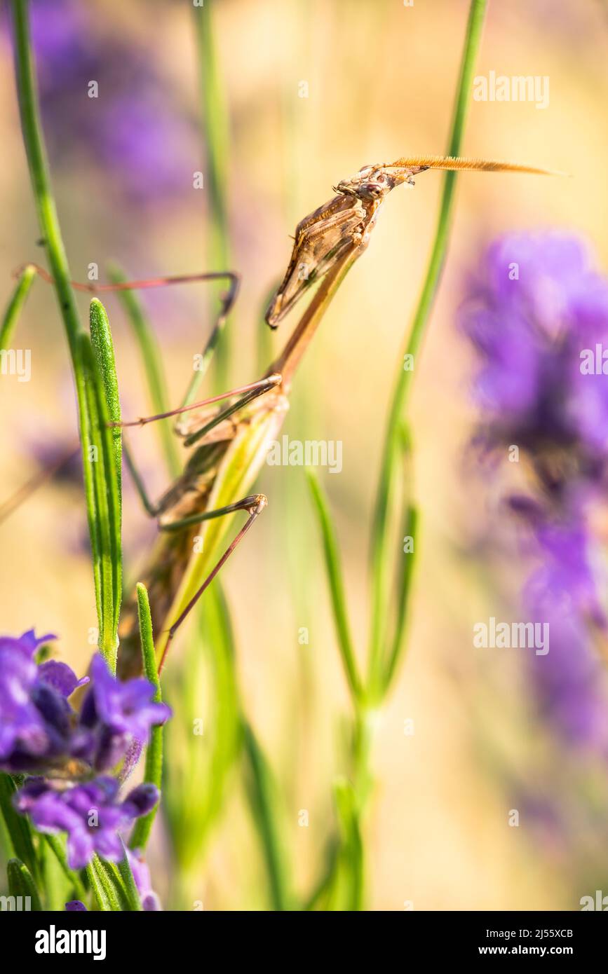 Empusa pennata, or the conehead mantis, is a species of praying mantis ...