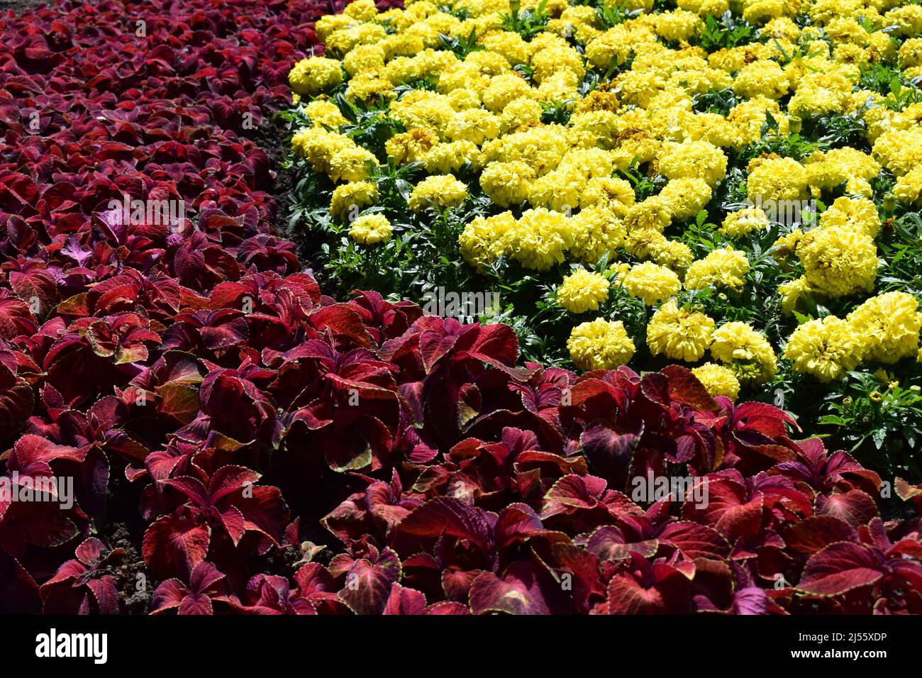 Gardens In Bloom, Landscape Design elements. Flower garden. Landscaping ...