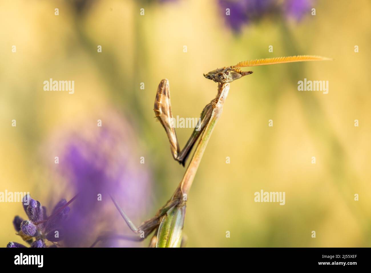 Empusa pennata, or the conehead mantis, is a species of praying mantis ...