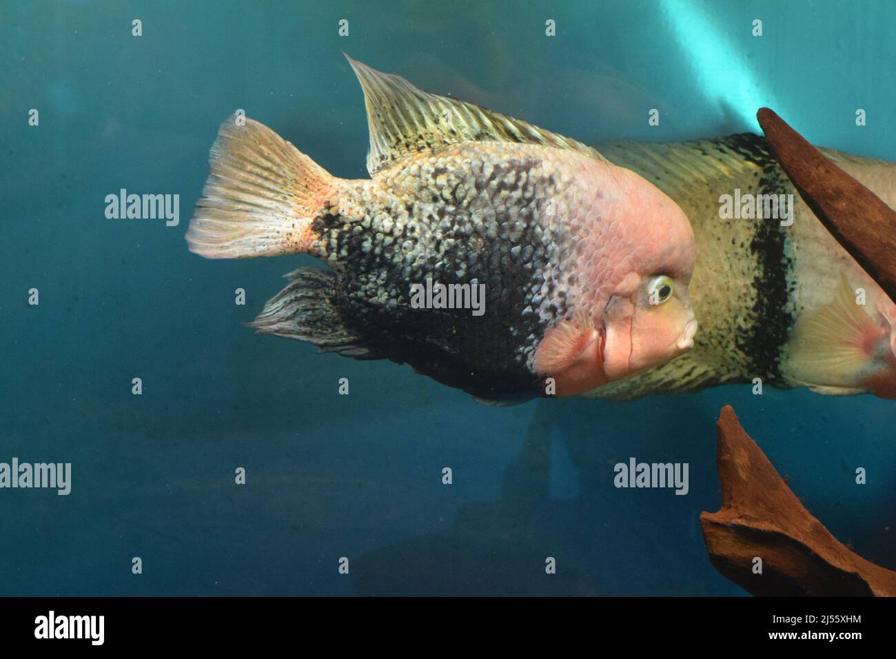 Vieja maculicauda (Blackbelt Cichlid). Interesting aquarium fish ...