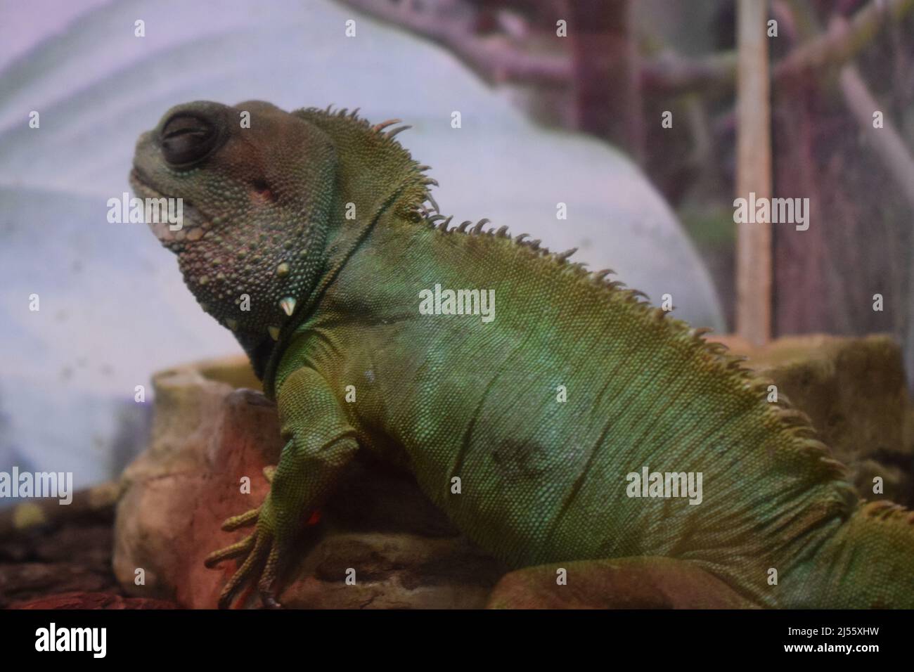 Asian water dragon stands alone, shedding skin on the back. It is a ...