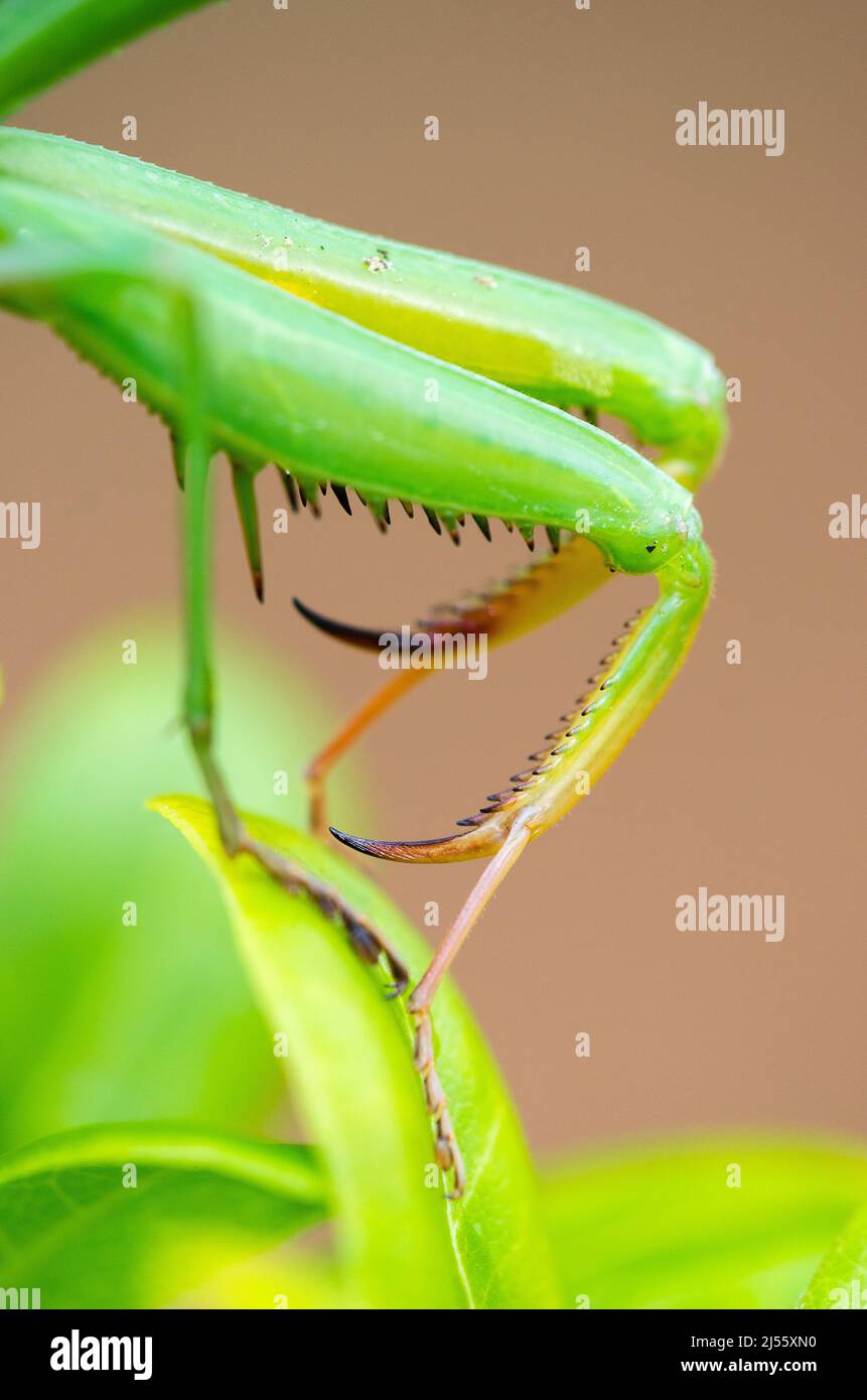 The European mantis or praying mantis (Mantis religiosa), detail of ...