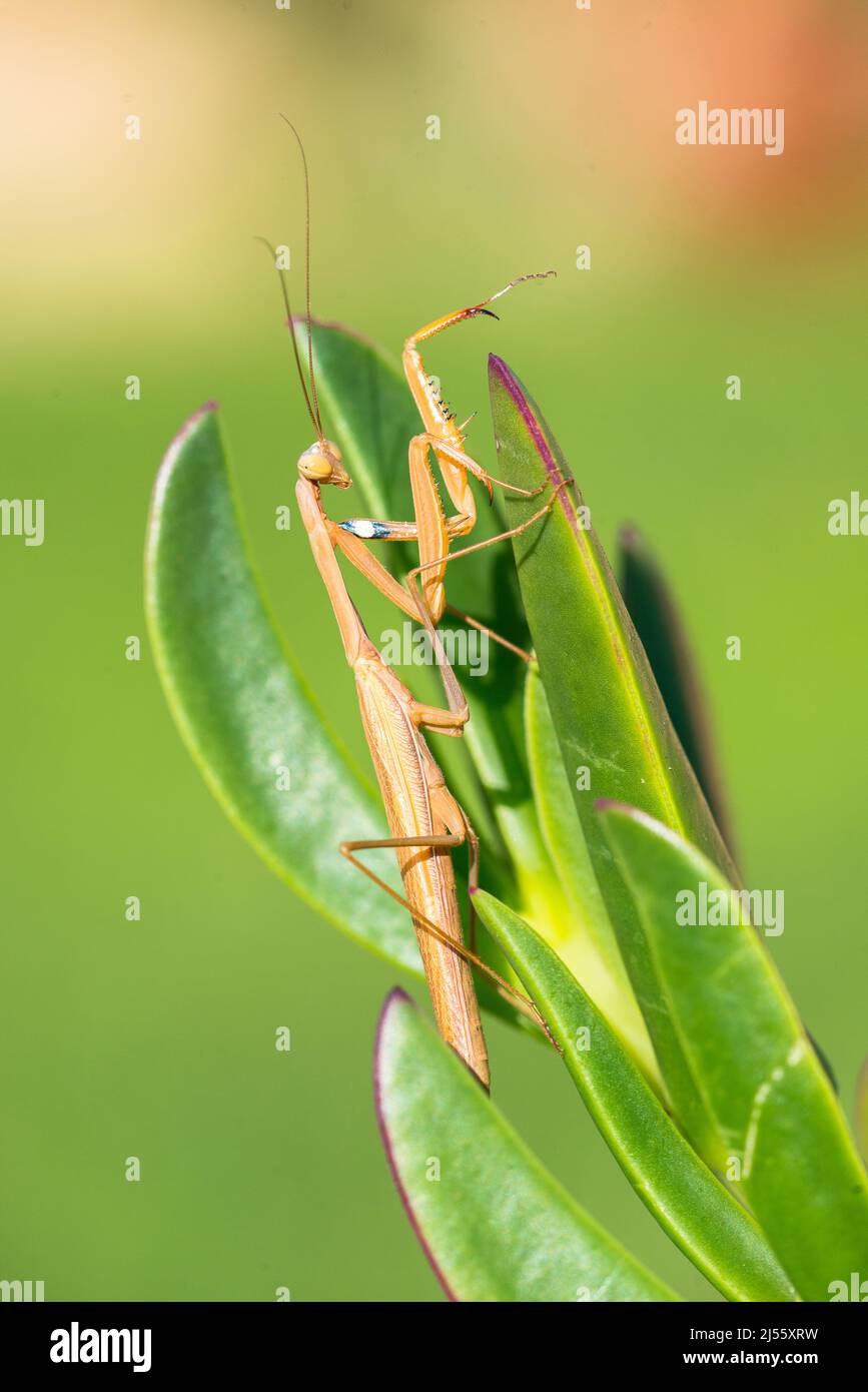 The European mantis or praying mantis (Mantis religiosa), brown male ...