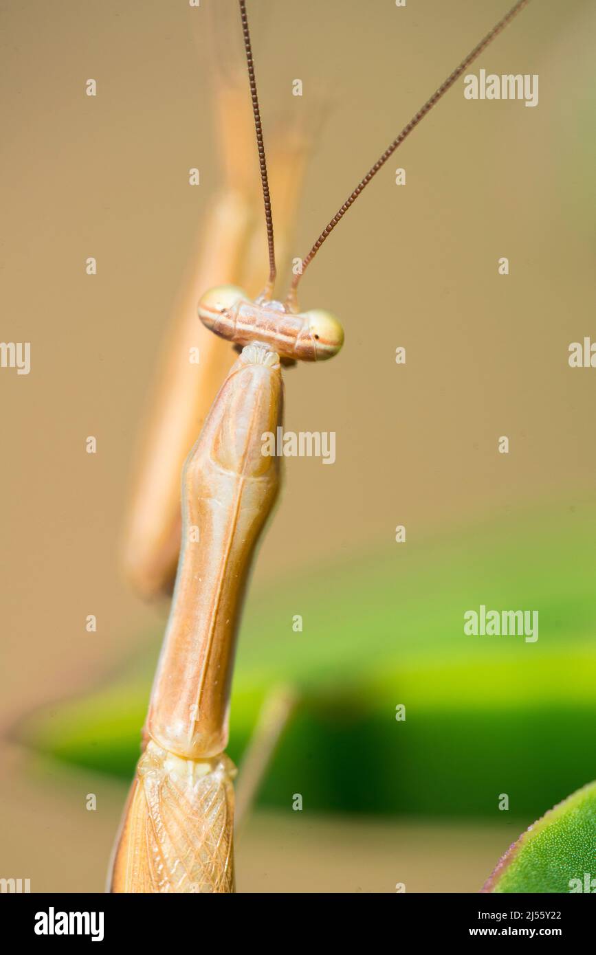 The European mantis or praying mantis (Mantis religiosa), brown male ...