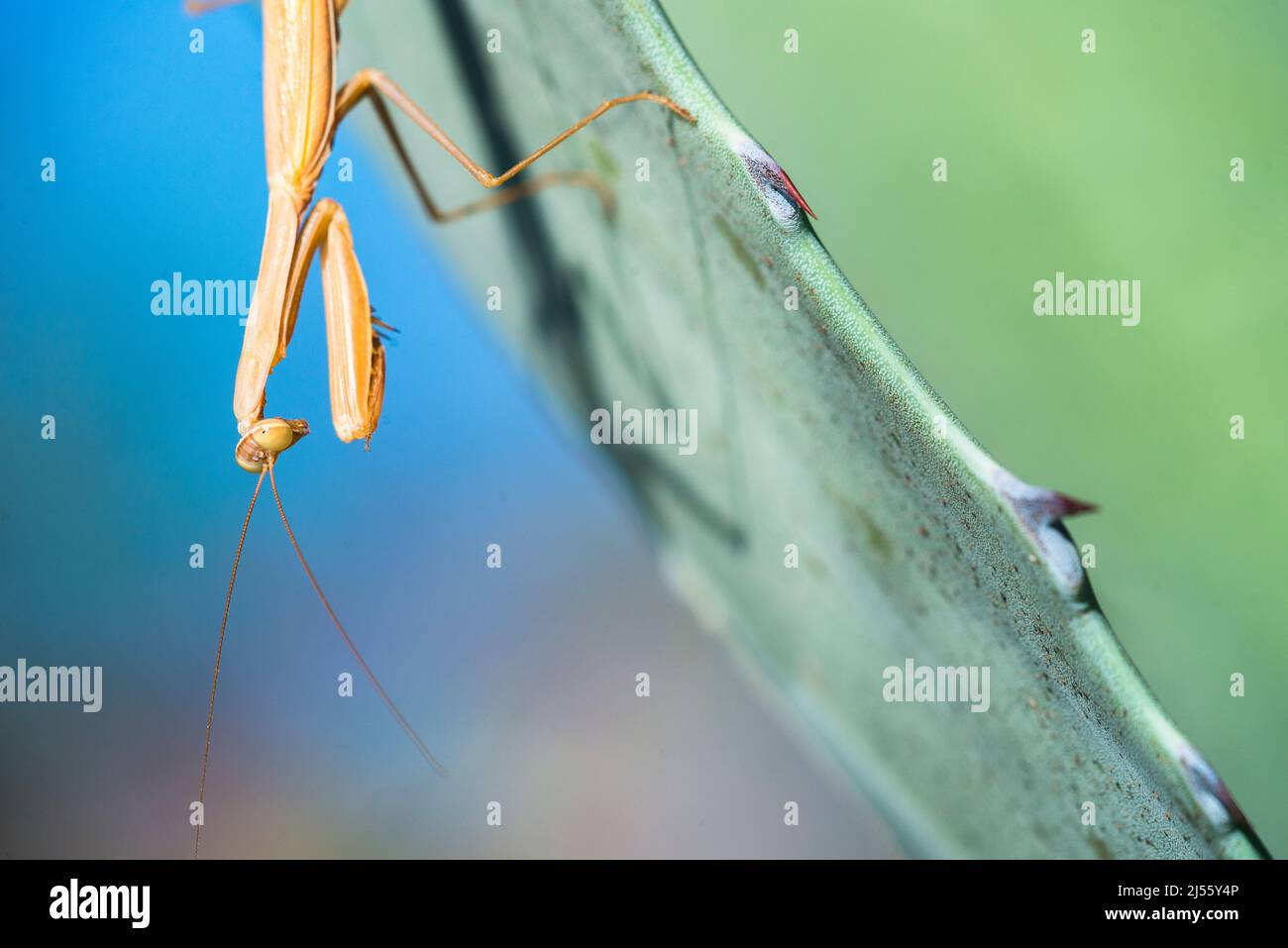 The European mantis or praying mantis (Mantis religiosa), brown male ...