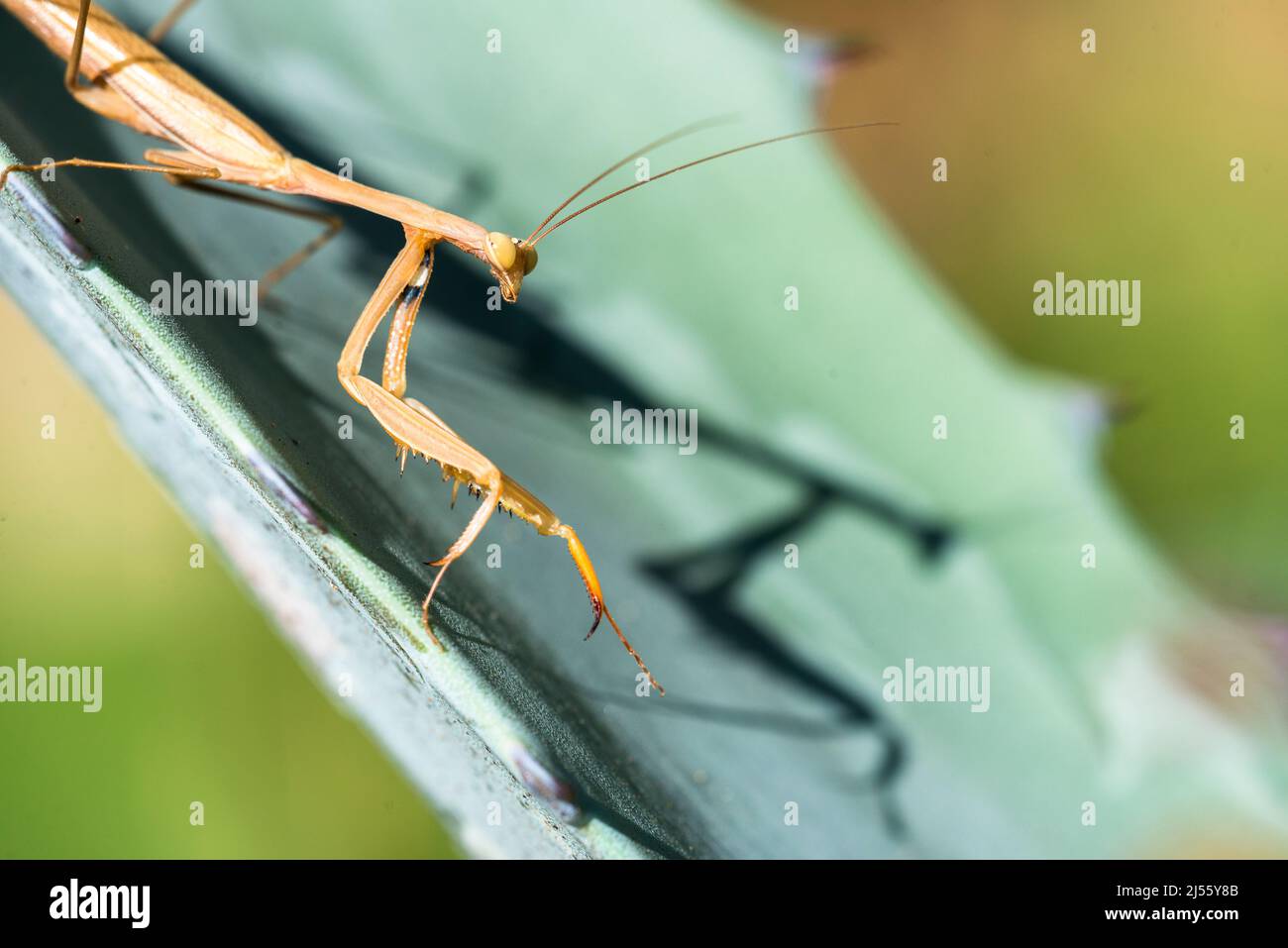The European mantis or praying mantis (Mantis religiosa), brown male ...