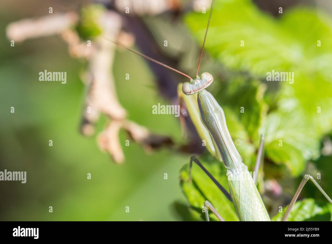 The European mantis or praying mantis (Mantis religiosa), portrait ...