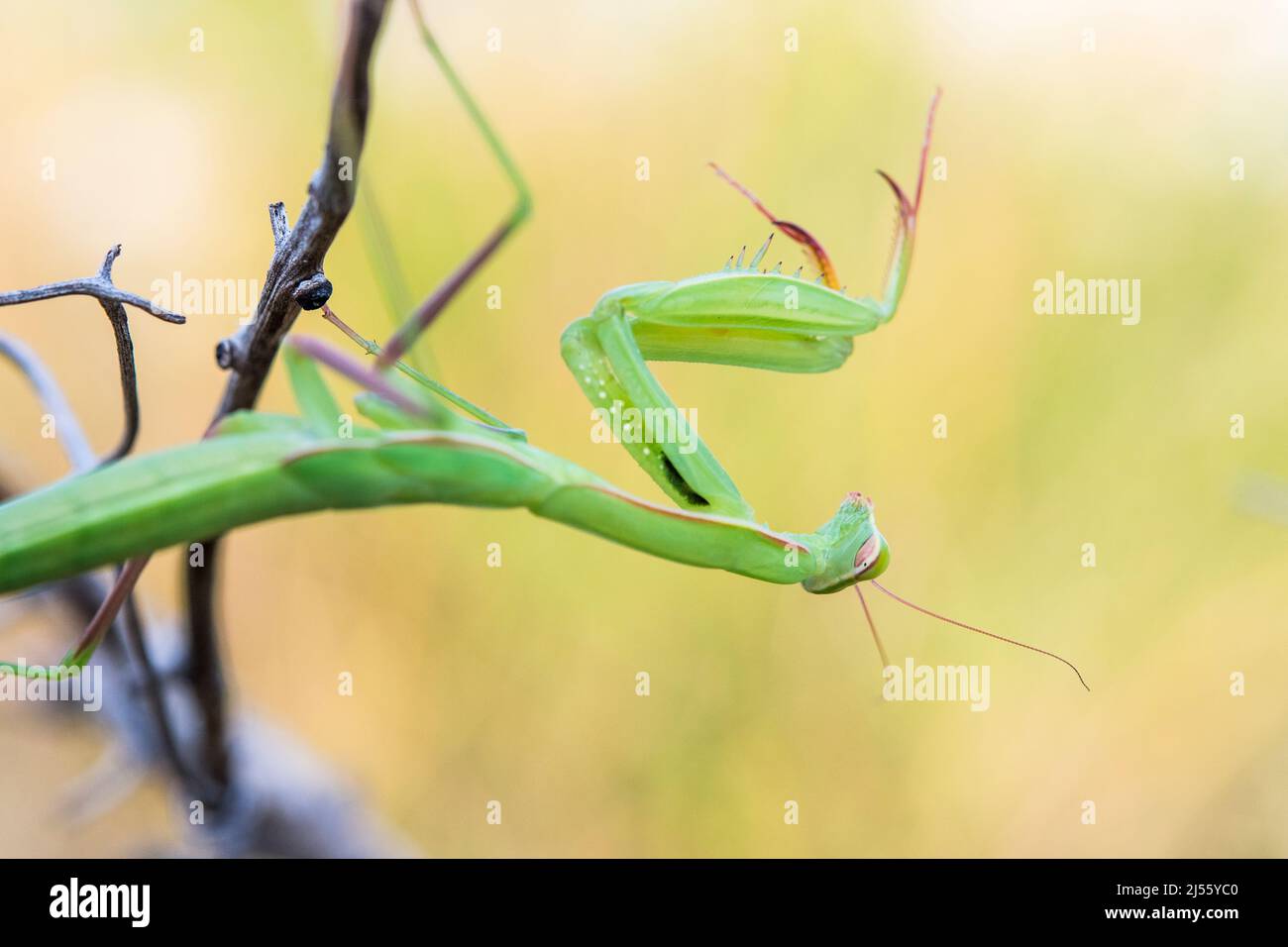 The European mantis or praying mantis (Mantis religiosa), portrait ...