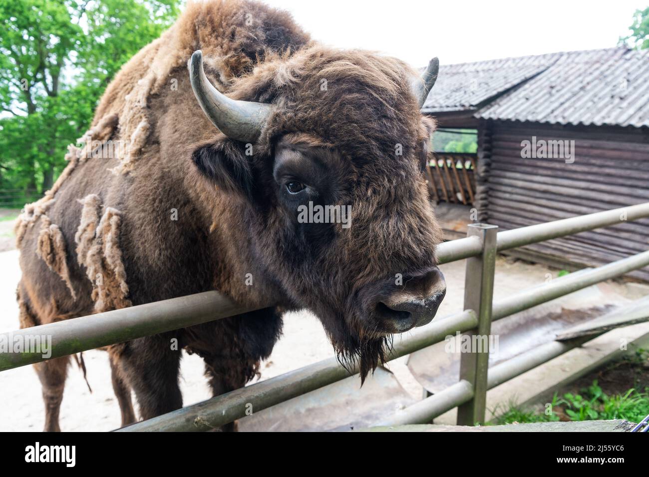 big bison head in zoo animal park outdoor Stock Photo - Alamy