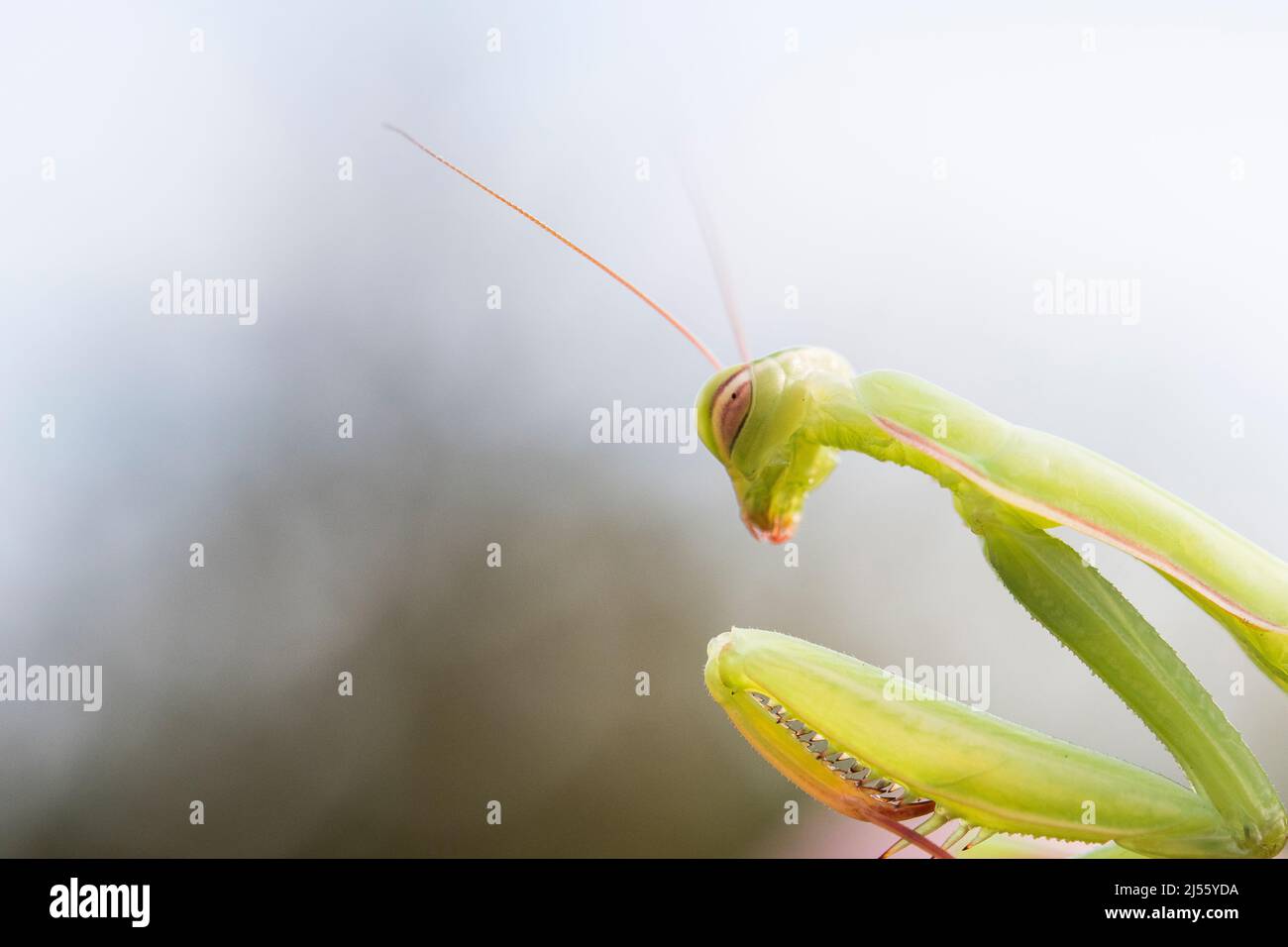 The European mantis or praying mantis (Mantis religiosa), portrait ...