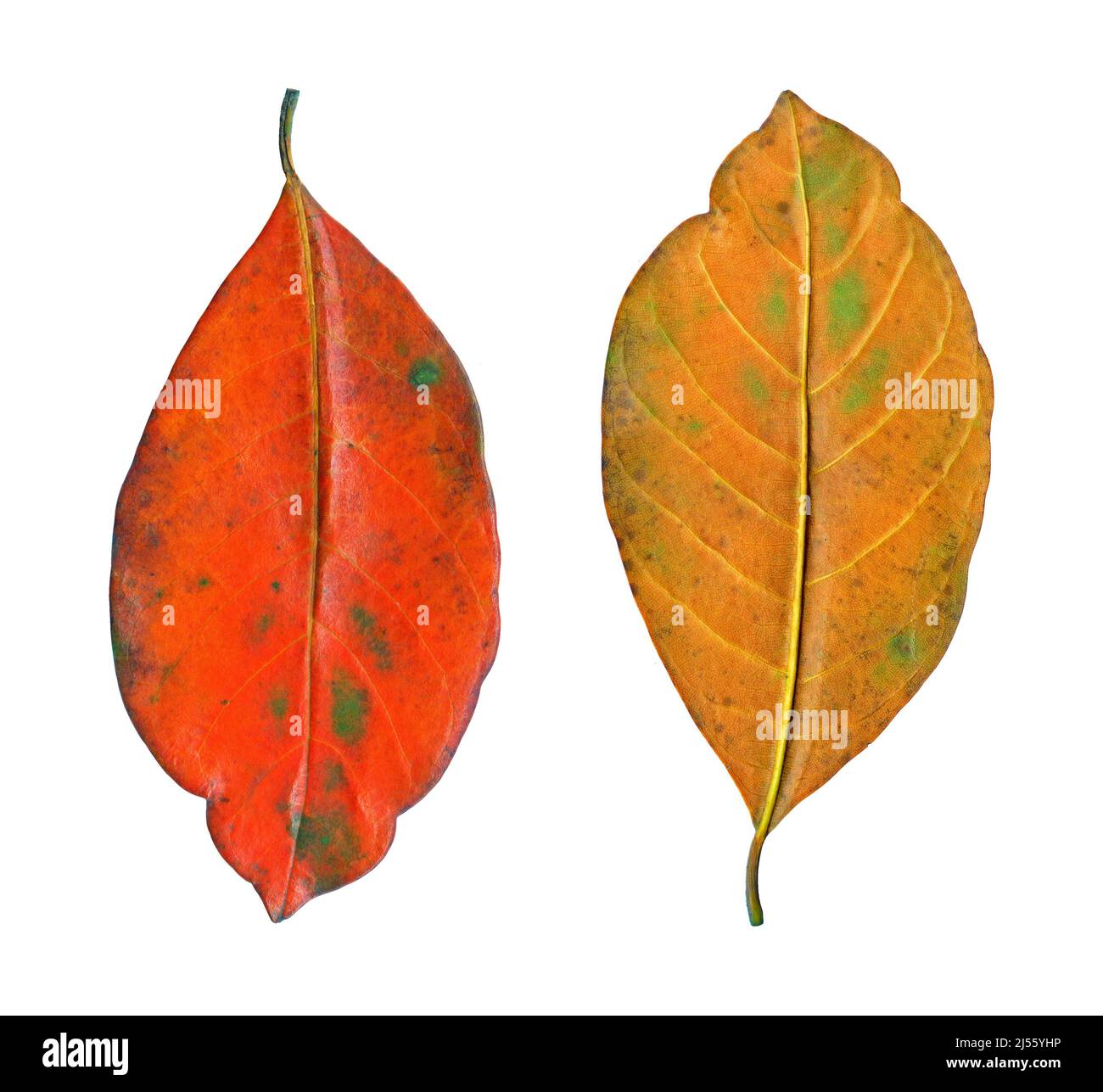 Natural dry leaf front and back on white background Stock Photo - Alamy