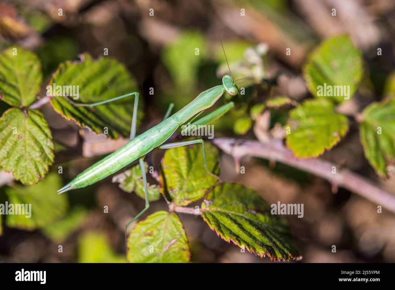 The European mantis or praying mantis (Mantis religiosa), juvenile ...