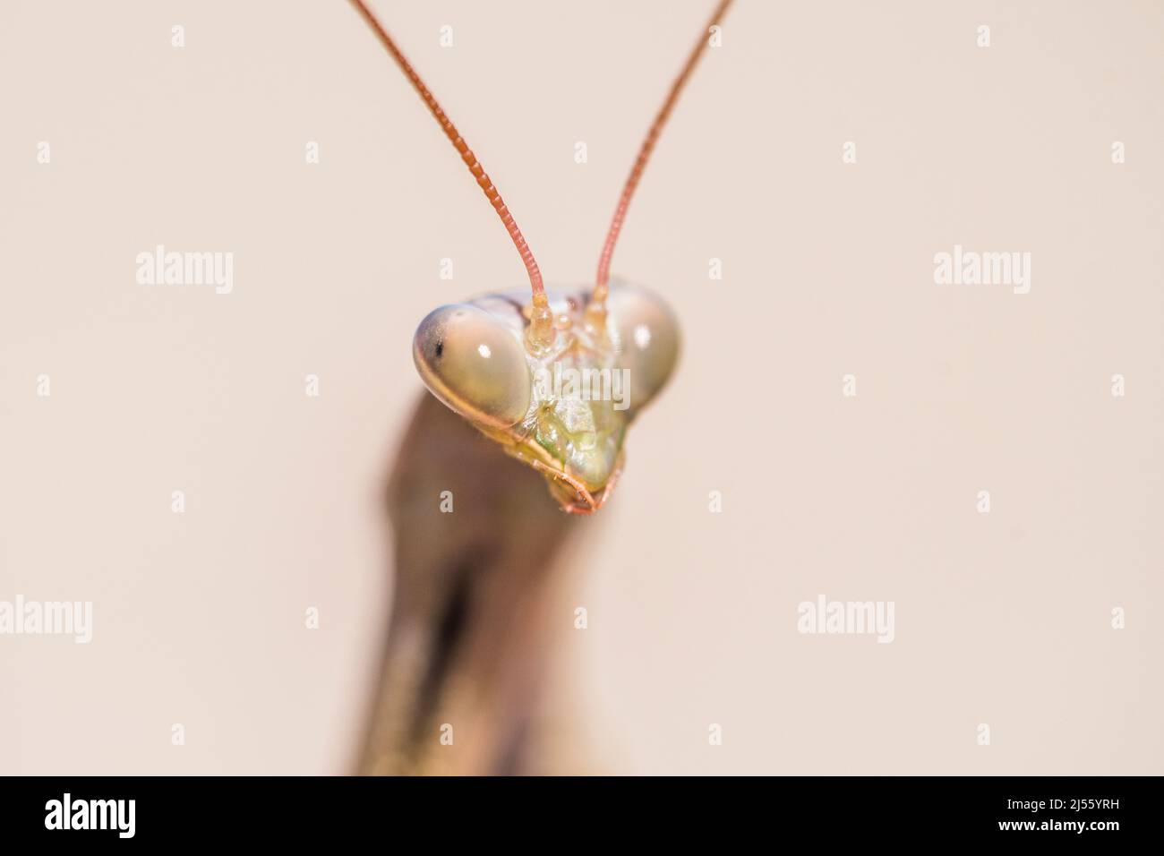 The European mantis or praying mantis (Mantis religiosa), portrait ...
