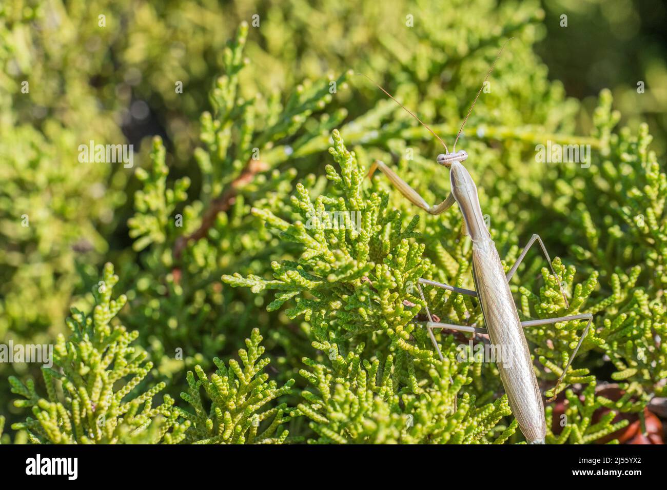 The European mantis or praying mantis (Mantis religiosa), brown male ...