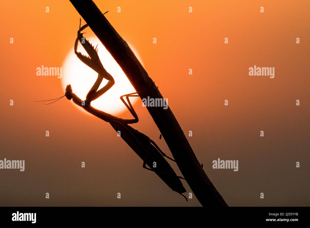 The European mantis or praying mantis (Mantis religiosa), female in ...