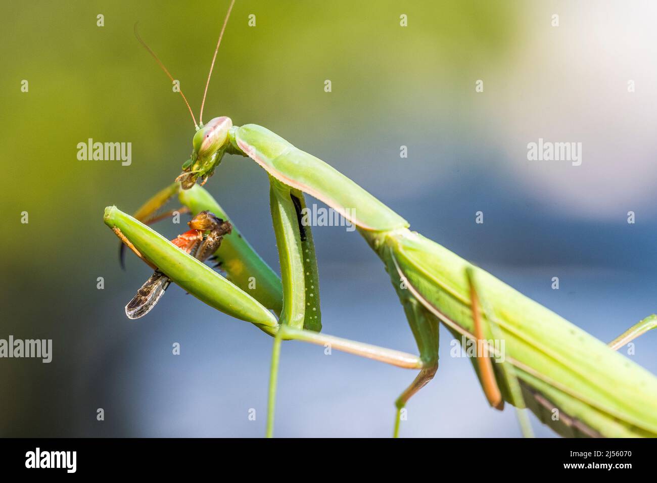 Prey mantises hi-res stock photography and images - Alamy