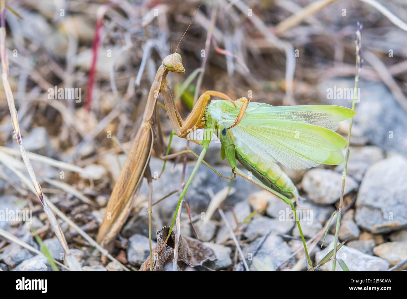 Praying mantis green religiosa hi-res stock photography and images - Alamy