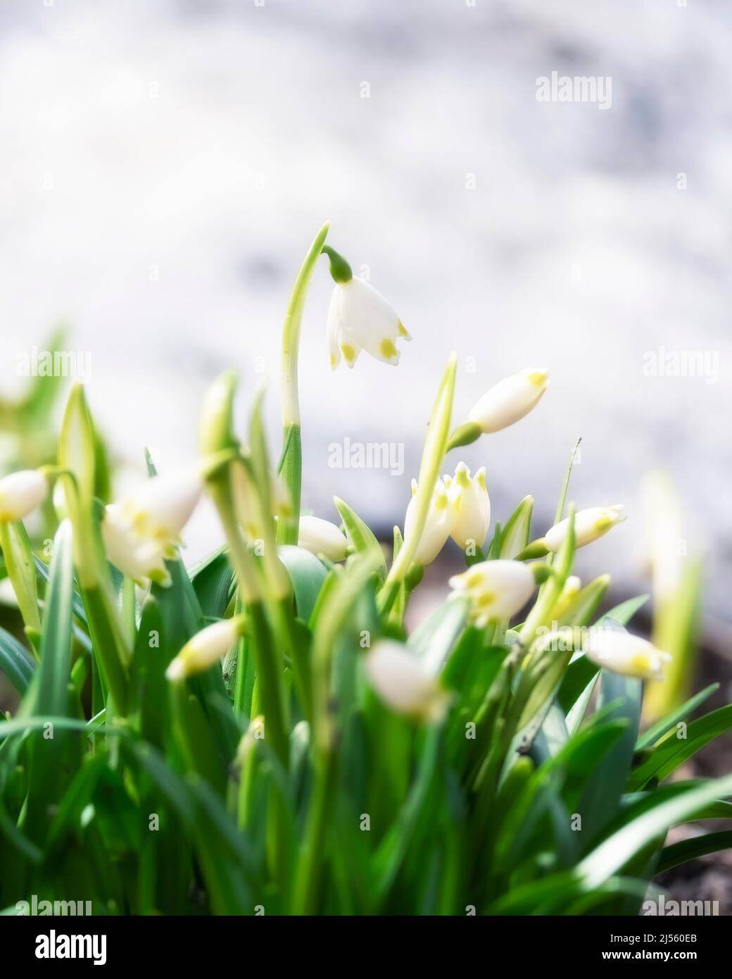 Snow bells flowers hi-res stock photography and images - Alamy