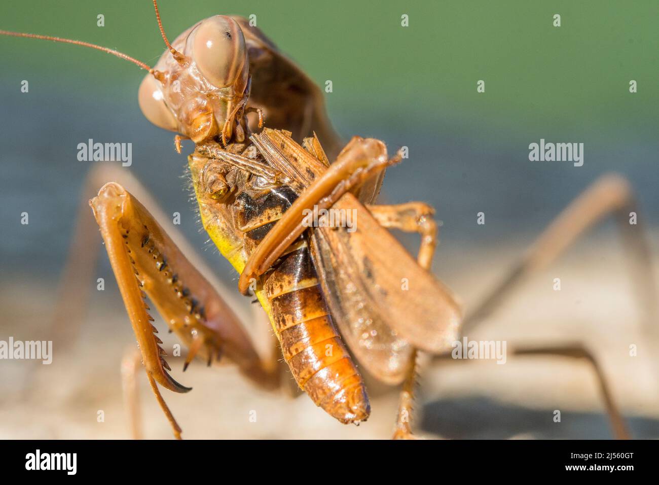 The European mantis or praying mantis (Mantis religiosa), female, eats ...