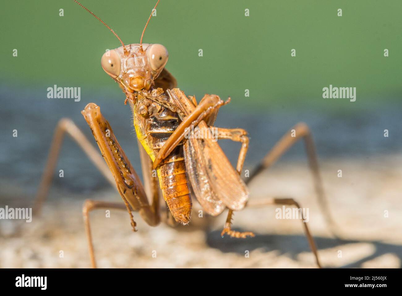The European mantis or praying mantis (Mantis religiosa), female, eats ...