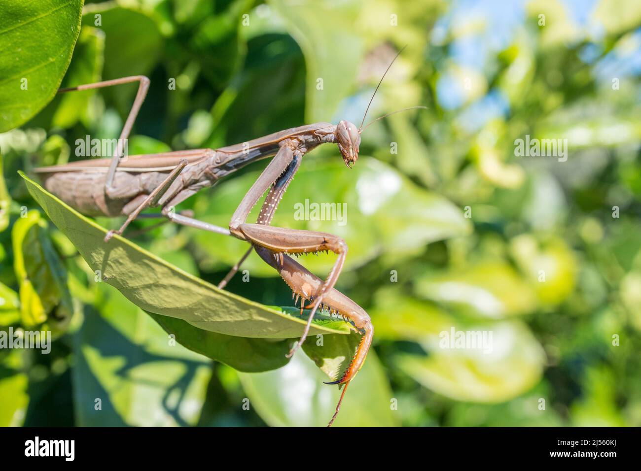 The European mantis or praying mantis (Mantis religiosa), female, on a ...