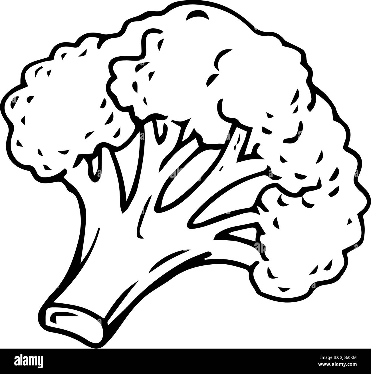 Broccoli thin black lines on a white background - Vector illustration ...