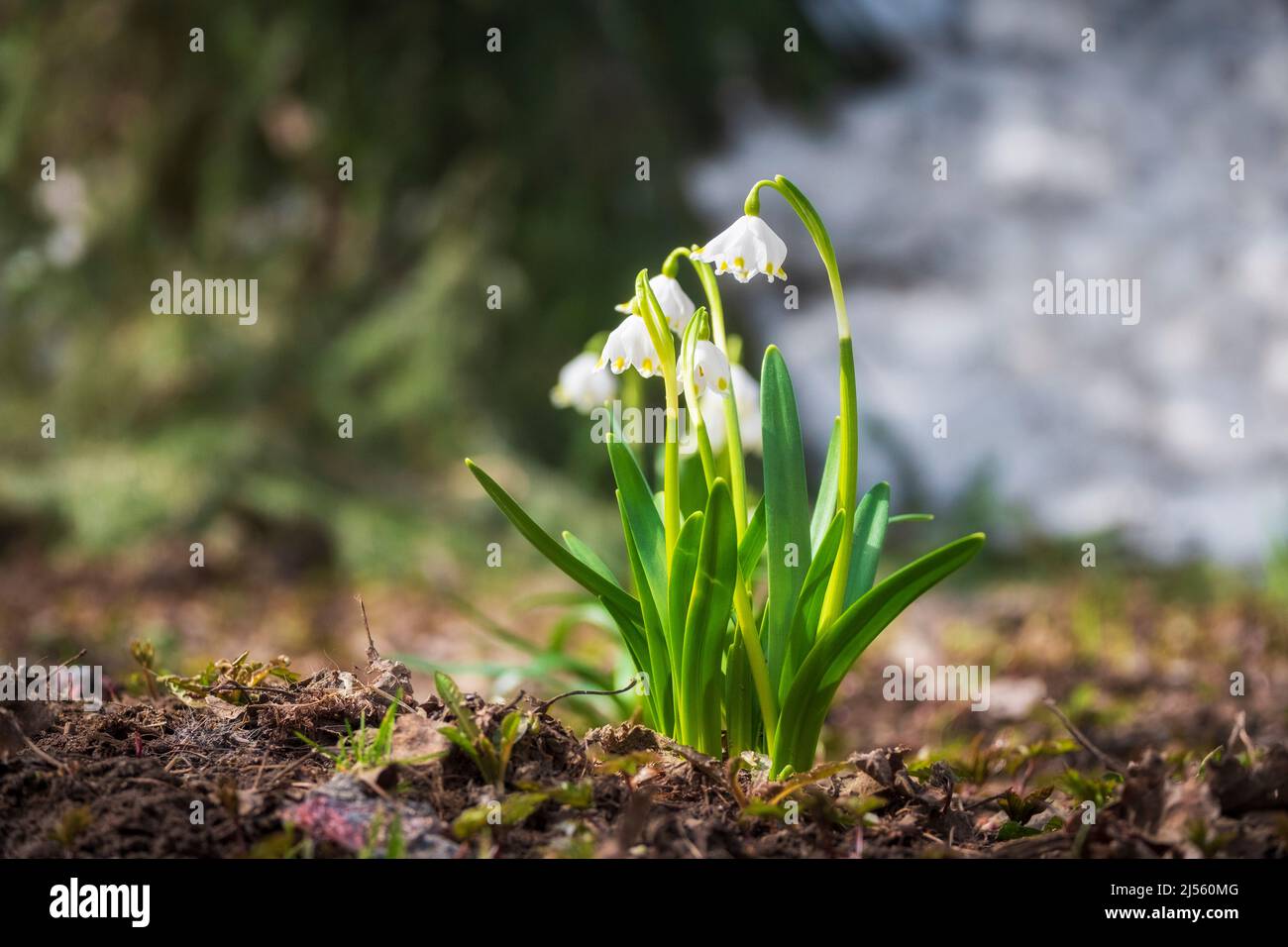 Spring Snowdrops Wallpaper Flowers