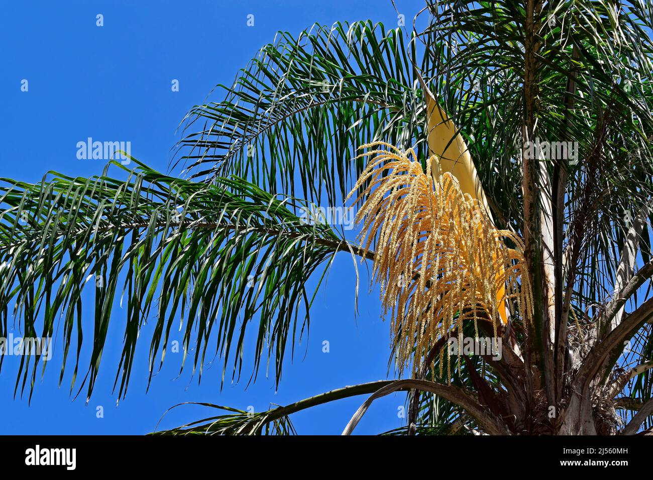 Queen palm tree flower buds (Syagrus romanzoffiana Stock Photo - Alamy
