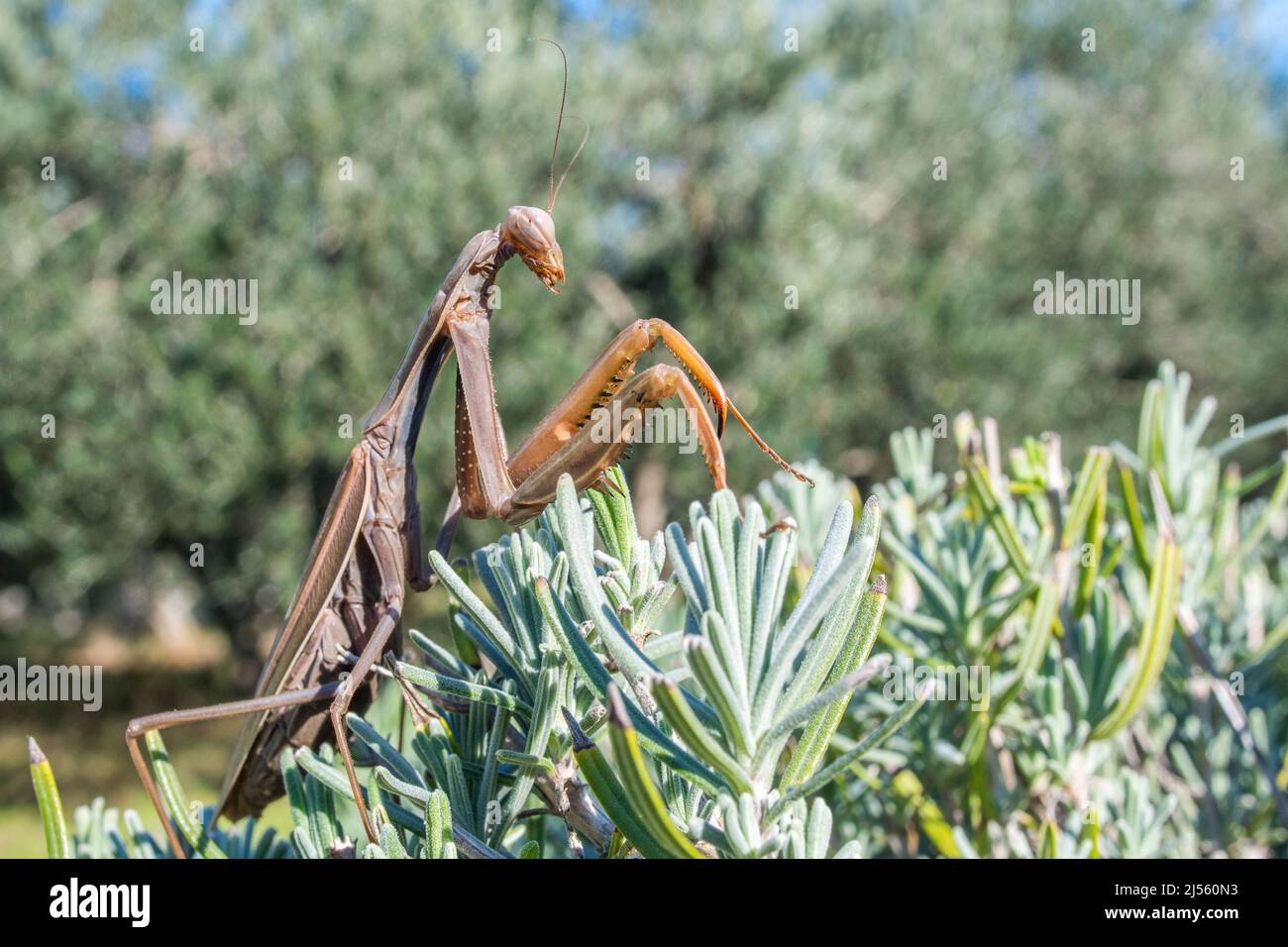 The European mantis or praying mantis (Mantis religiosa), female Stock ...