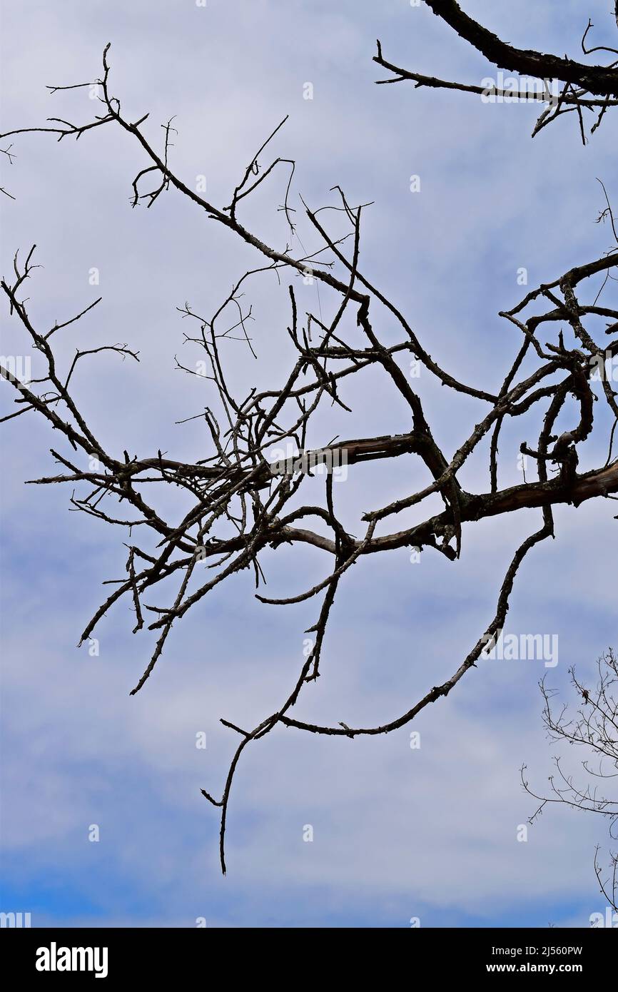 Dead tree branches and cloudy sky Stock Photo - Alamy