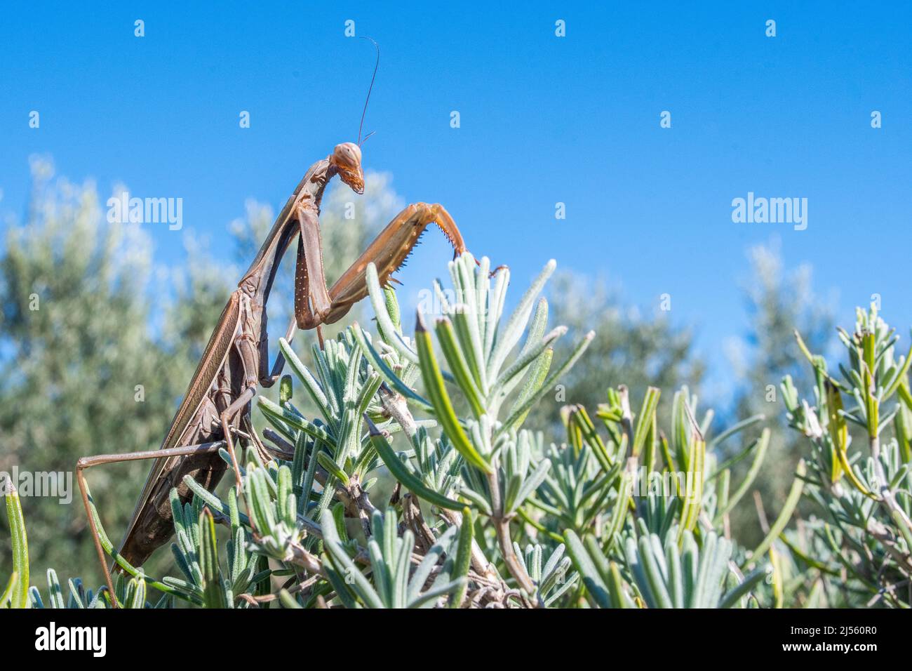 The European mantis or praying mantis (Mantis religiosa), female Stock ...