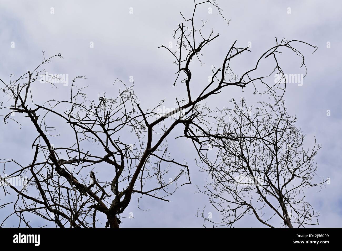 Dead tree branches and cloudy sky Stock Photo - Alamy