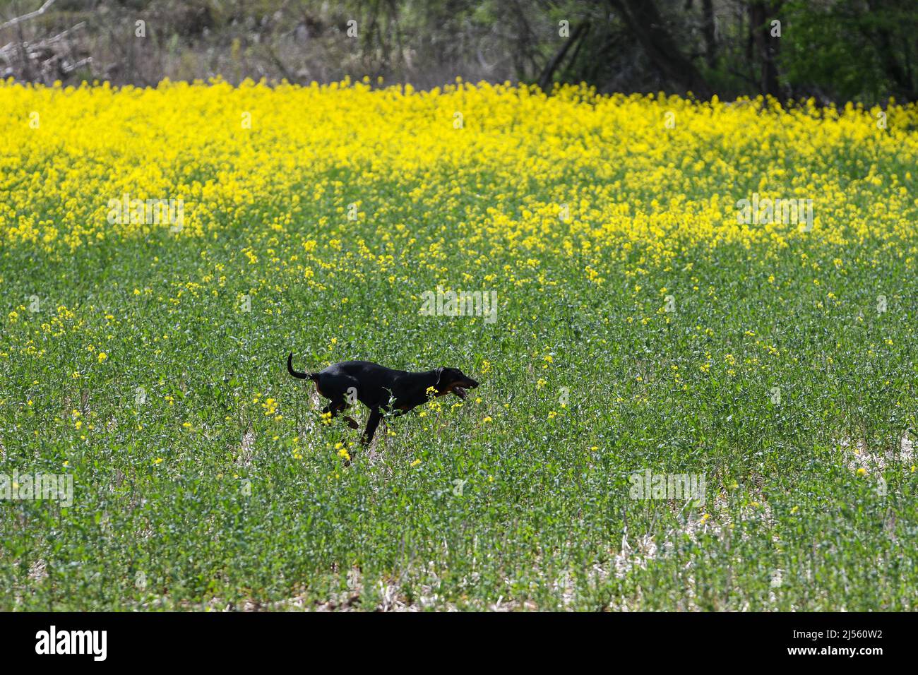 dog running through canola field in garendon park Stock Photo - Alamy