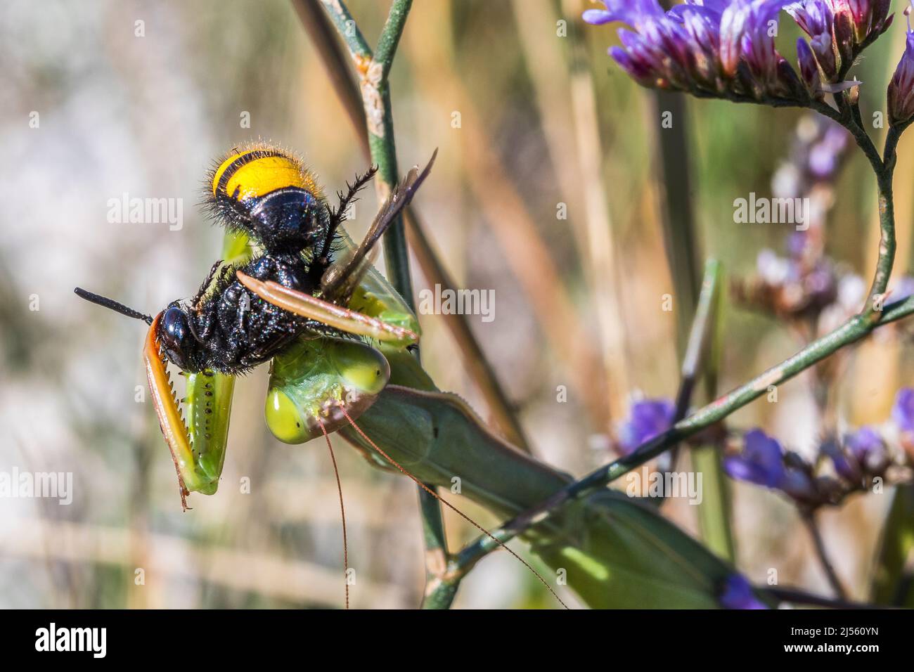 The European mantis or praying mantis (Mantis religiosa), eats Scolia ...