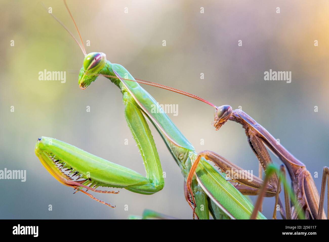 The European mantis or praying mantis (Mantis religiosa), mating ...