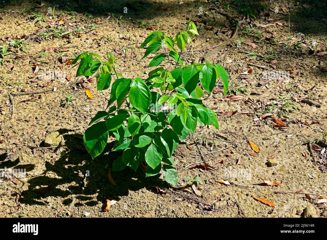 New tree growing on the forest floor Stock Photo - Alamy